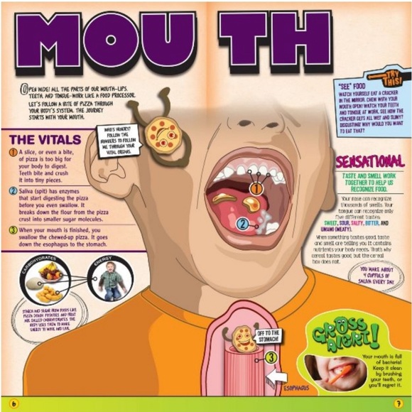 SmartLabs | Toys | Smartlab Stem Squishy Human Body Anatomy Kit | Poshmark